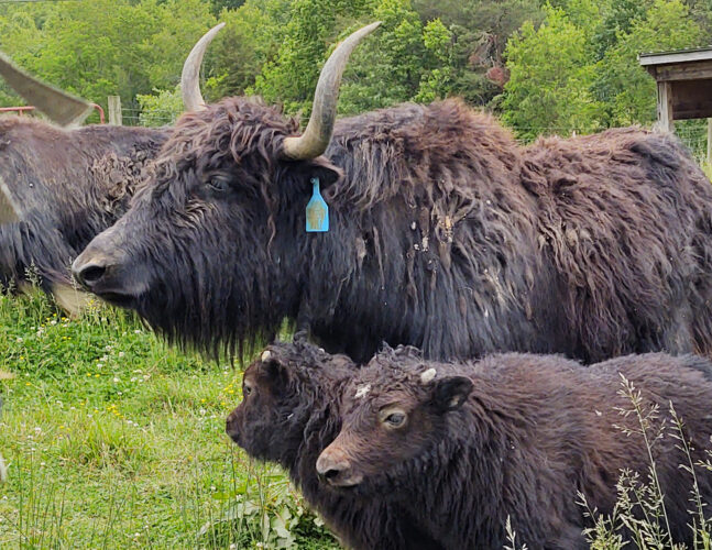 Yaks on the Farmstead: What is Yak Meat? – Mother Earth News